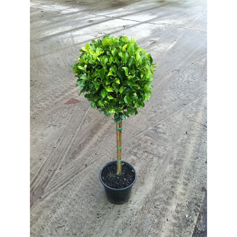 Standard Ficus - Affordable Plants