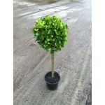 Standard Ficus - Affordable Plants