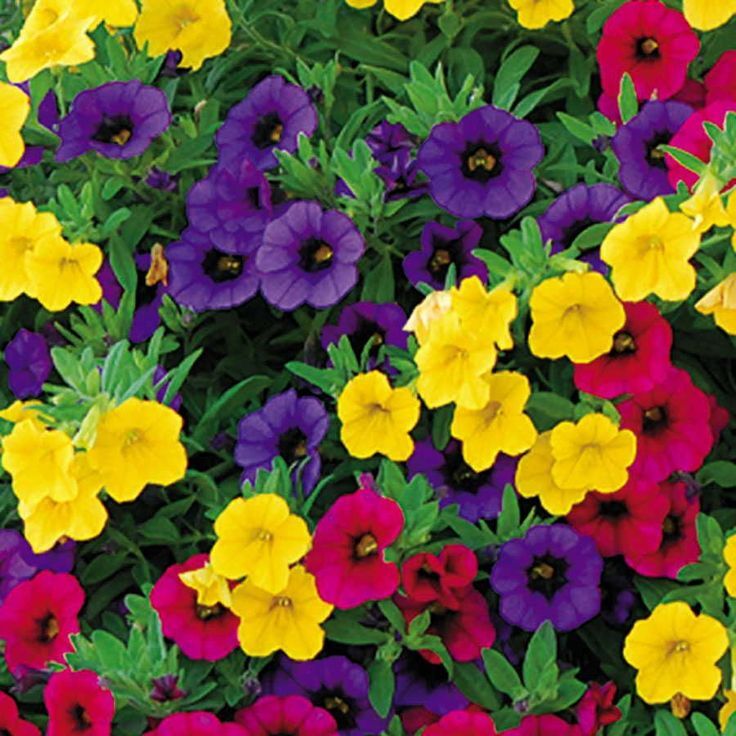 Calibrachoa - Affordable Plants