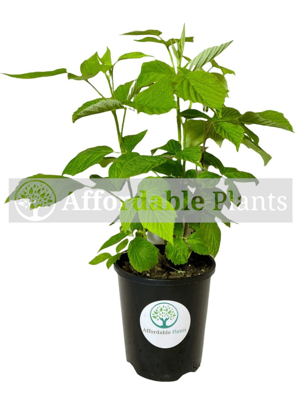 Raspberry - Affordable Plants