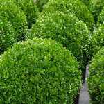 Buxus - Box Spheres - Affordable Plants