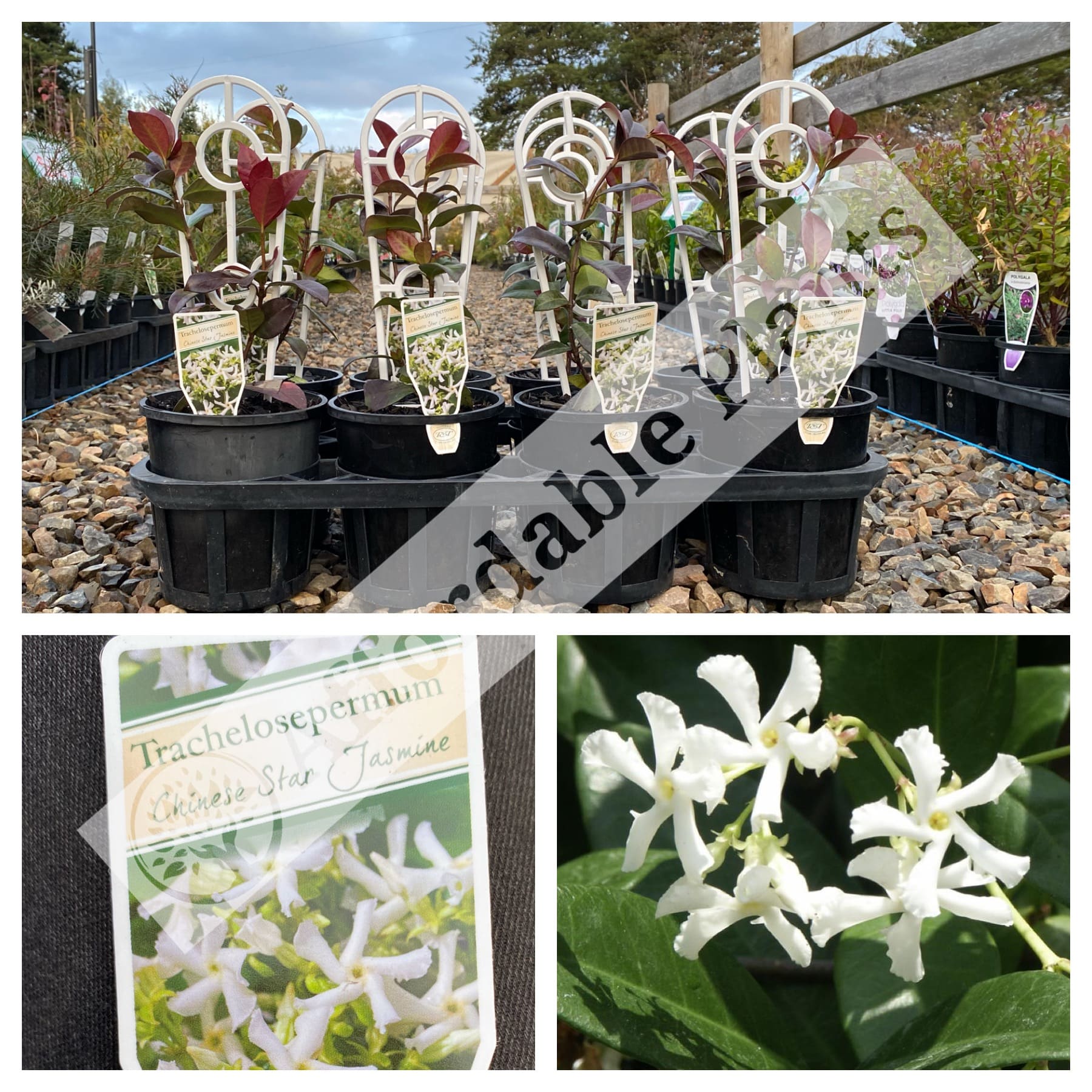 Chinese Star Jasmine - Affordable Plants