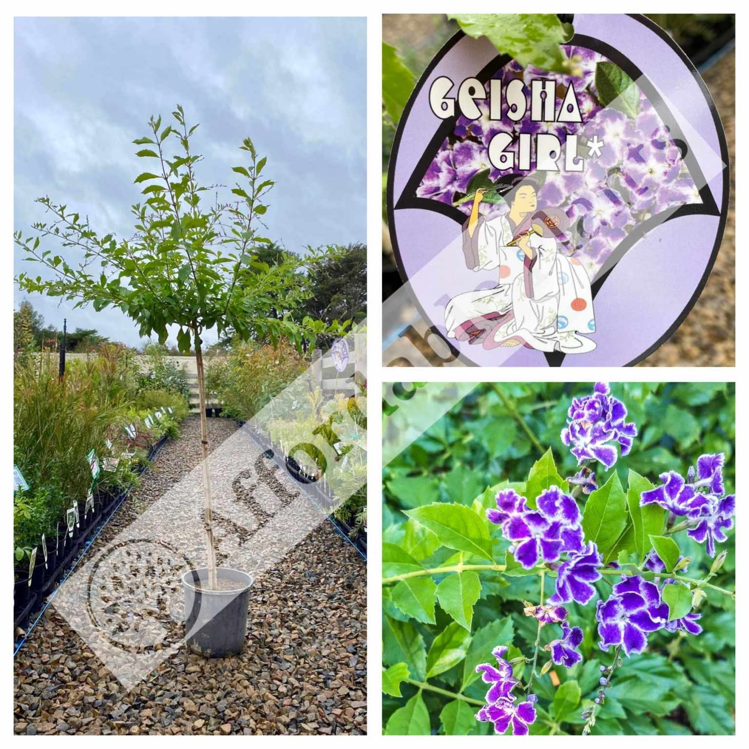 Geisha Girl - Affordable Plants