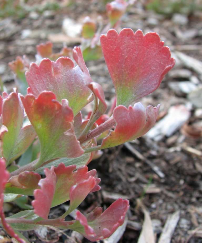 Adenanthos Cuneatus - Affordable Plants