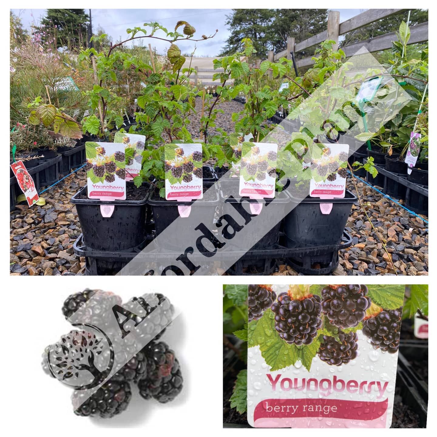 Youngberry - Affordable Plants
