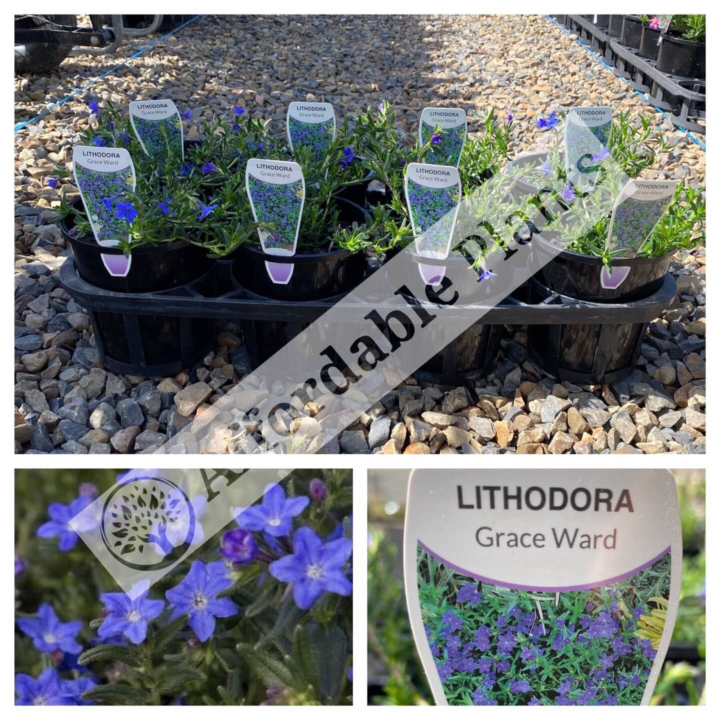Lithodora - Affordable Plants