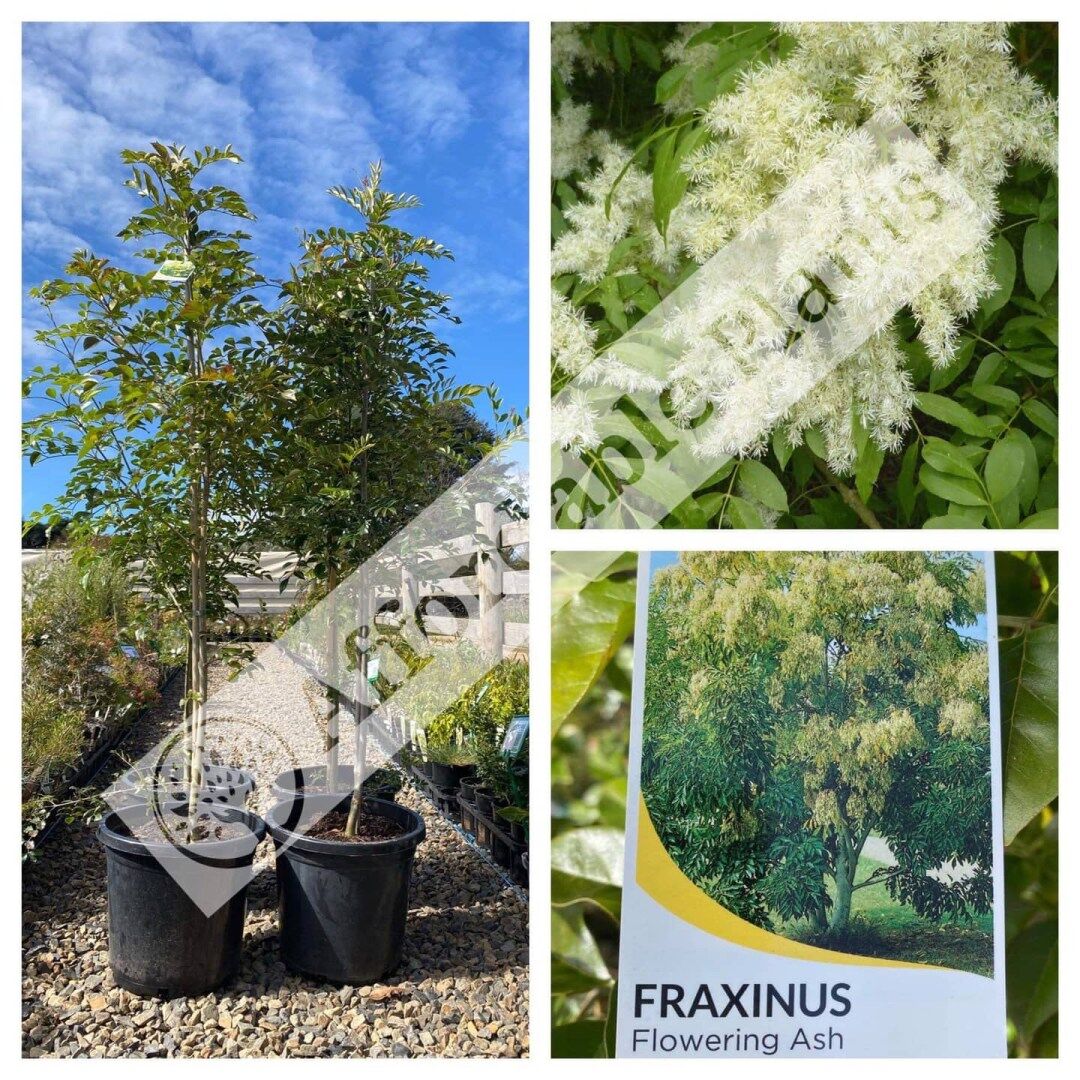 Trees Archives - Affordable Plants