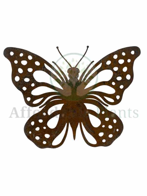 Butterfly - Affordable Plants Butterfly - Affordable Plants